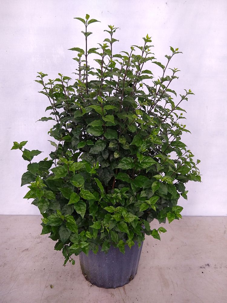 Buy Thunbergia erecta, King's Mantle | Free Shipping over $100