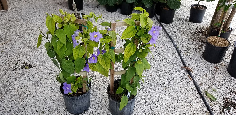 Buy Thunbergia grandiflora, Blue Sky Vine | Free Shipping over $100