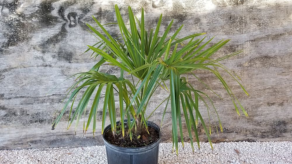 Trachycarpus fortunei, Windmill Palm, Chamaerops excelsa | PlantVine