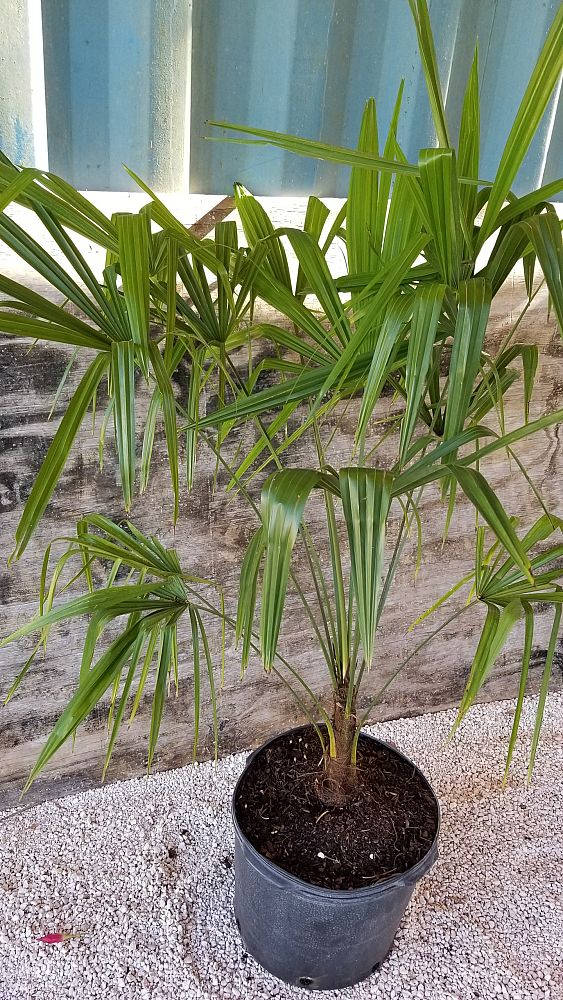 Trachycarpus fortunei, Windmill Palm, Chamaerops excelsa | PlantVine