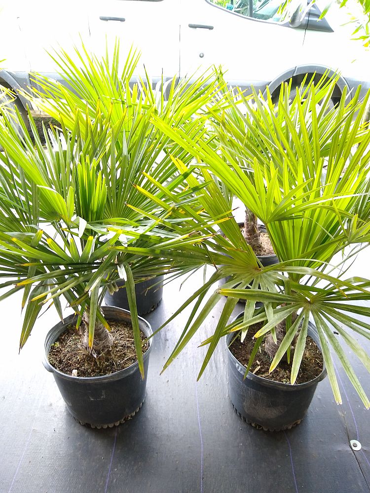 Buy Trachycarpus fortunei, Windmill Palm, Chamaerops excelsa | Free ...