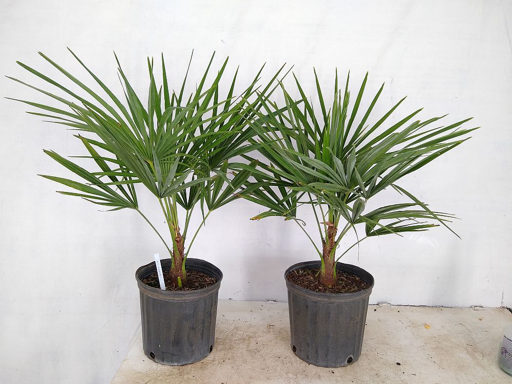 Buy Trachycarpus fortunei, Windmill Palm, Chamaerops excelsa | Free ...