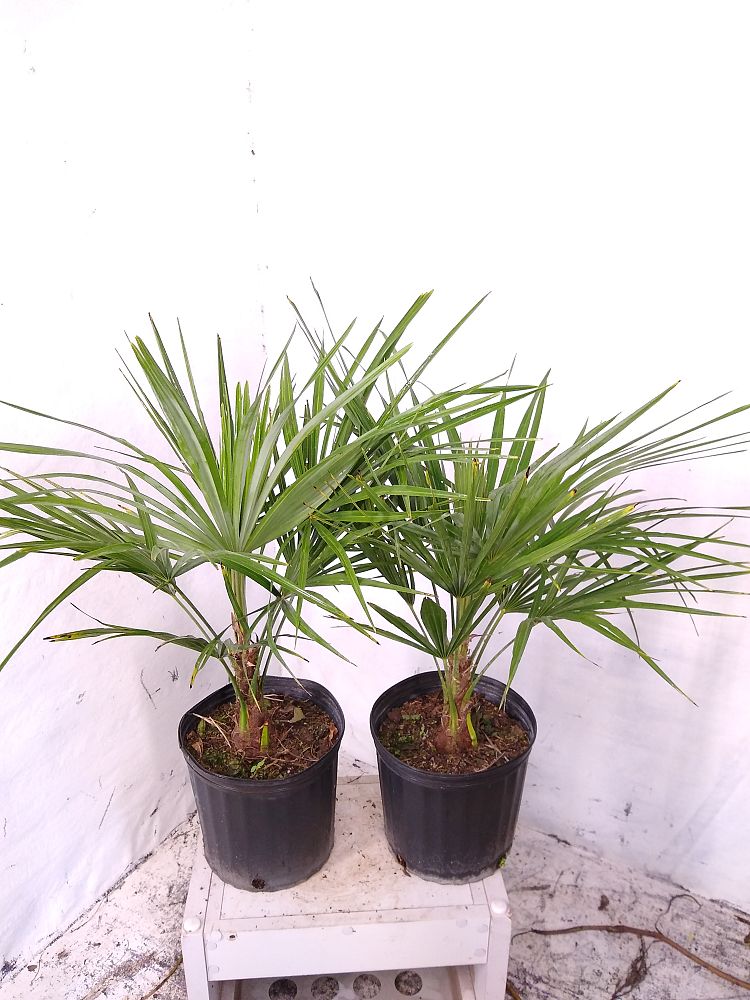 Buy Trachycarpus fortunei, Windmill Palm, Chamaerops excelsa | Free ...