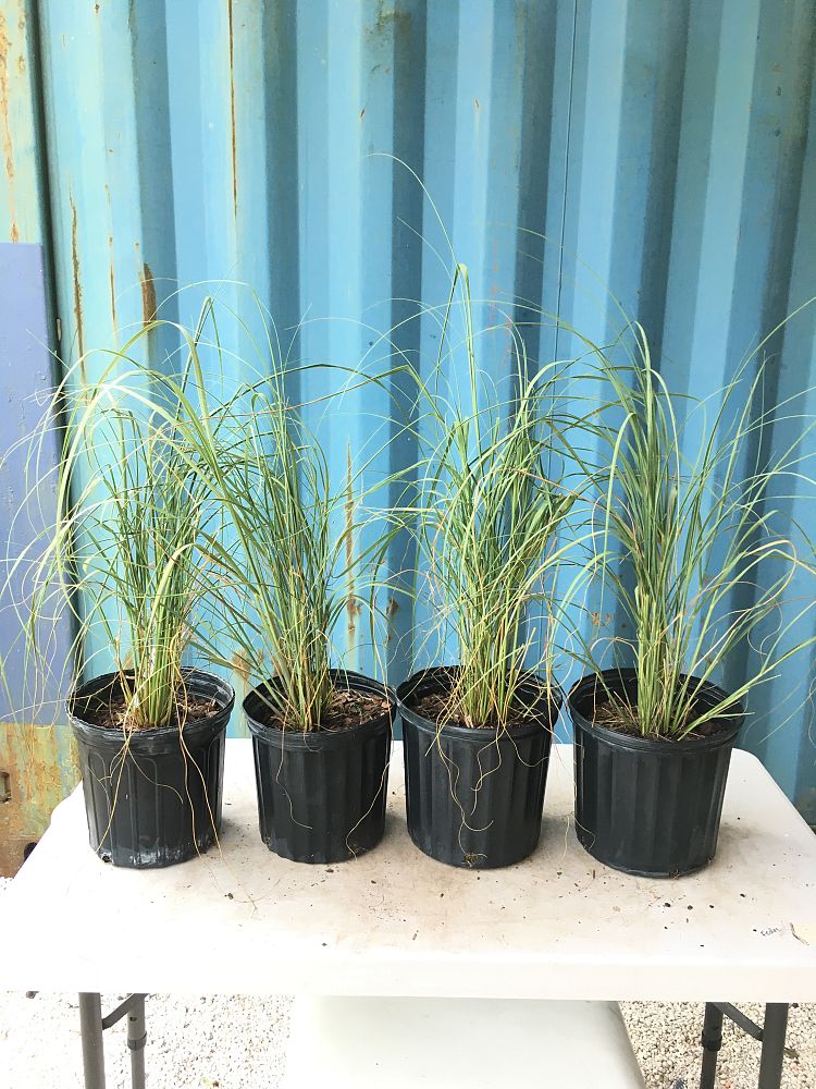 Uniola paniculata, Sea Oats | PlantVine