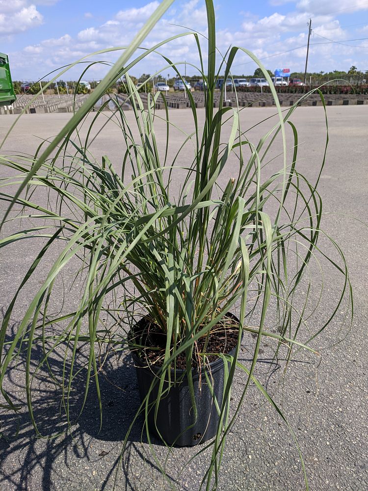 Uniola paniculata, Sea Oats | PlantVine