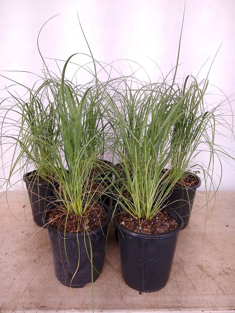 Buy Uniola paniculata, Sea Oats | Free Shipping over $100