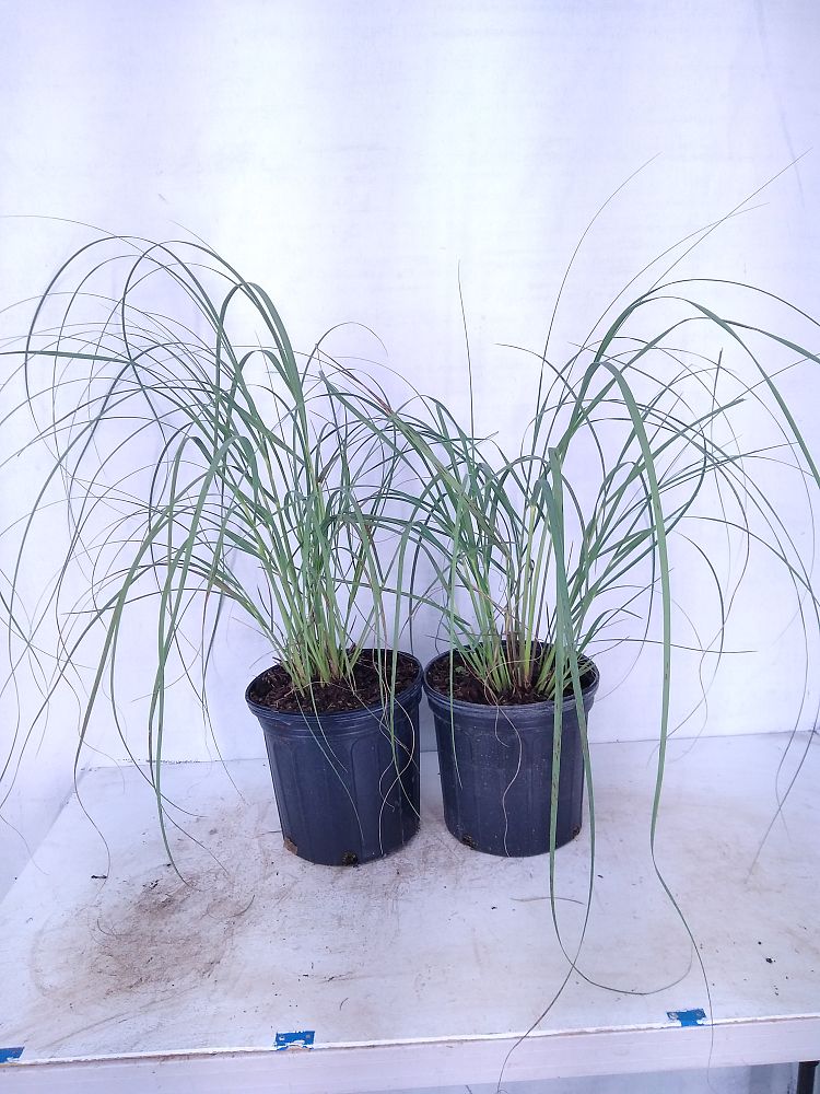 Buy Uniola paniculata, Sea Oats | Free Shipping over $100