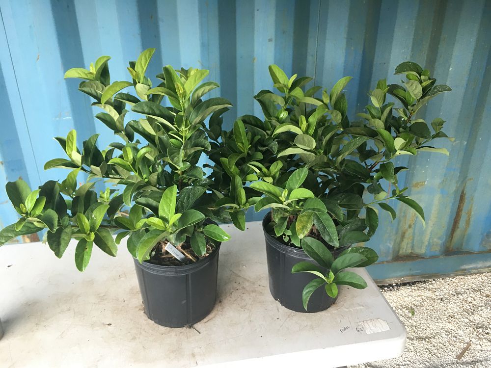 Viburnum suspensum, Sandankwa Viburnum | PlantVine