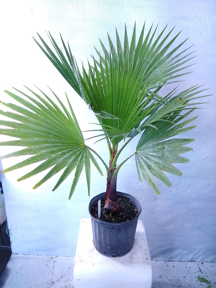 Buy Washingtonia robusta, Washington Palm, Mexican Fan Palm | Free ...