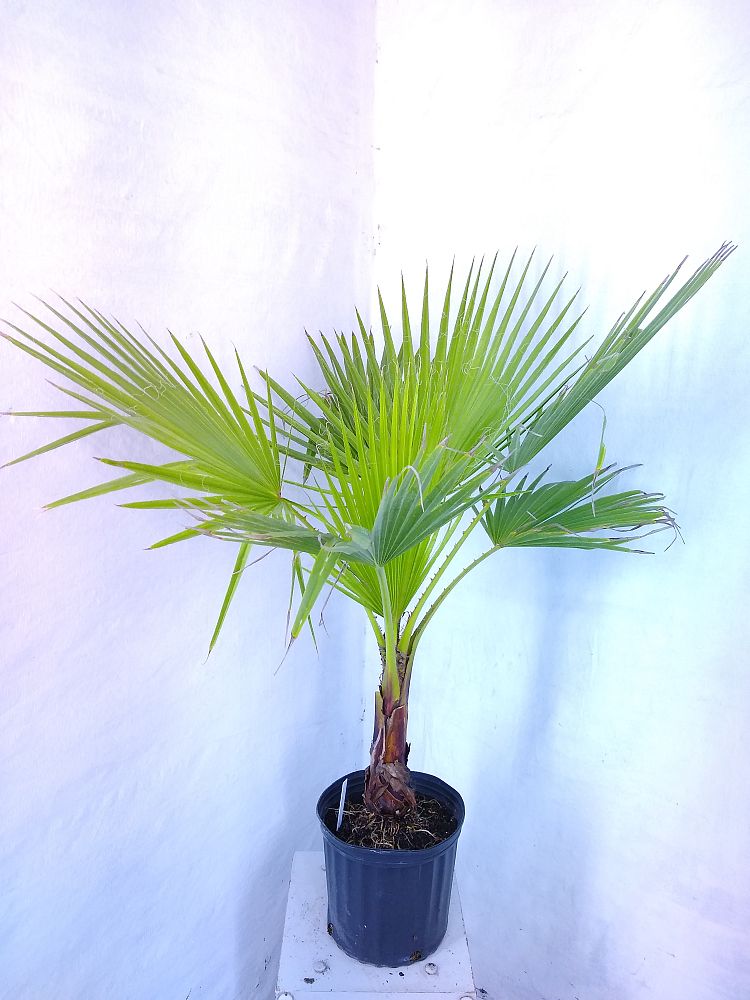 Buy Washingtonia robusta, Washington Palm, Mexican Fan Palm | Free ...