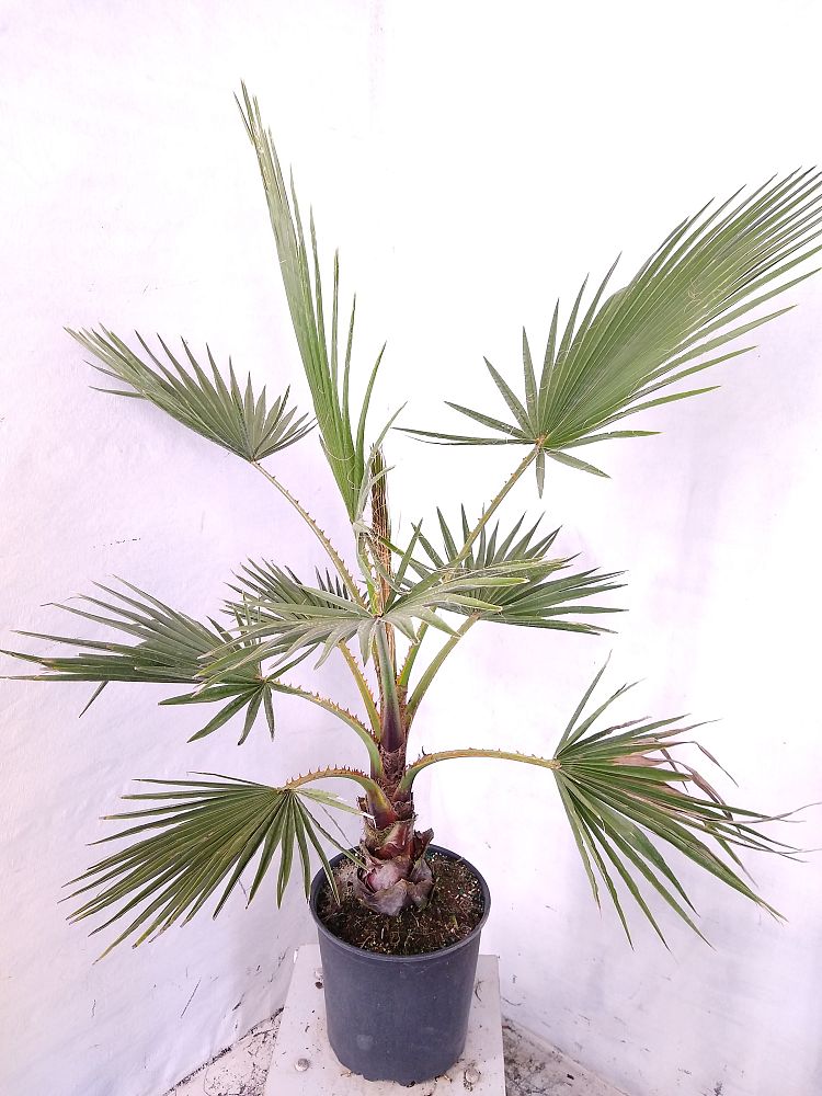 Buy Washingtonia robusta, Washington Palm, Mexican Fan Palm | Free ...