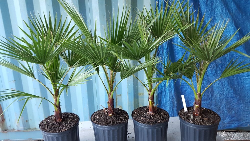 Washingtonia robusta, Washington Palm, Mexican Fan Palm | PlantVine