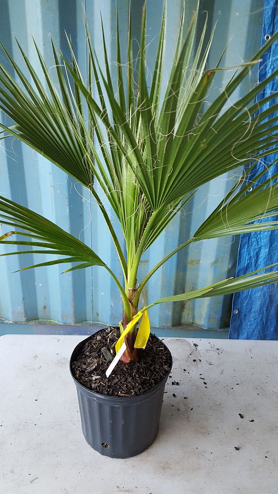 Washingtonia robusta, Washington Palm, Mexican Fan Palm | PlantVine