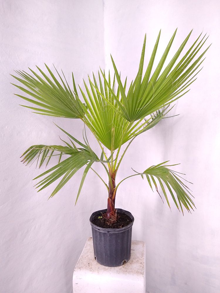 Buy Washingtonia robusta, Washington Palm, Mexican Fan Palm | Free ...