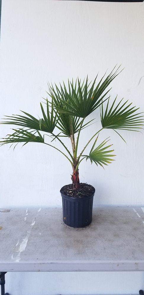Washingtonia robusta, Washington Palm, Mexican Fan Palm | PlantVine