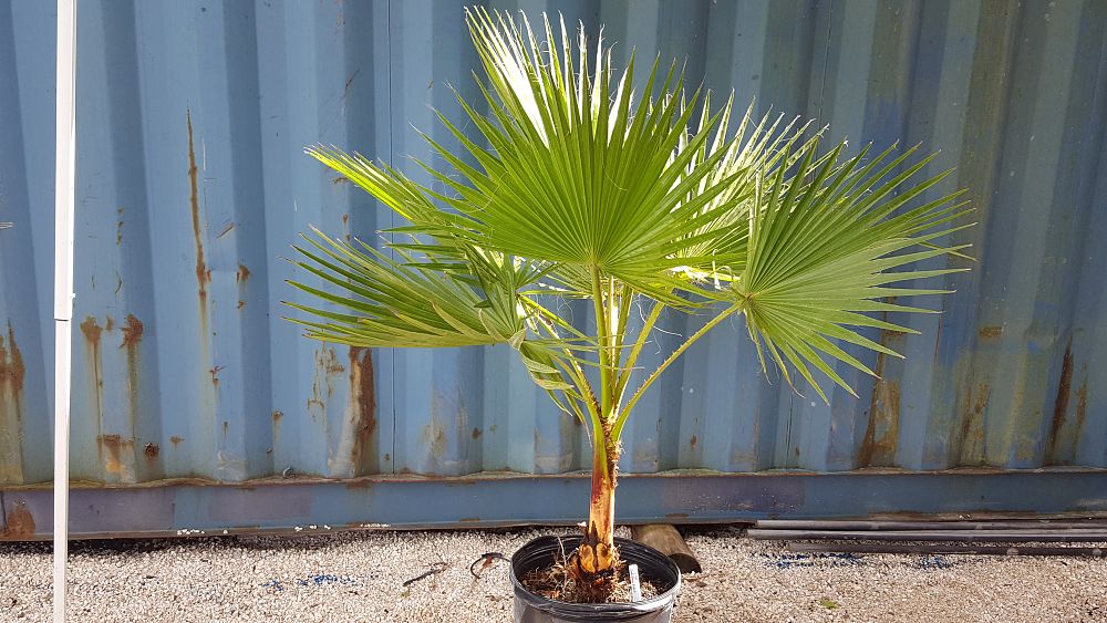 Washingtonia robusta, Washington Palm, Mexican Fan Palm | PlantVine