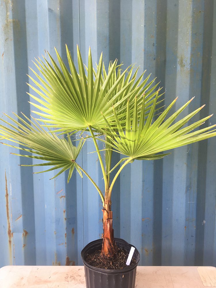 Washingtonia robusta, Washington Palm, Mexican Fan Palm | PlantVine