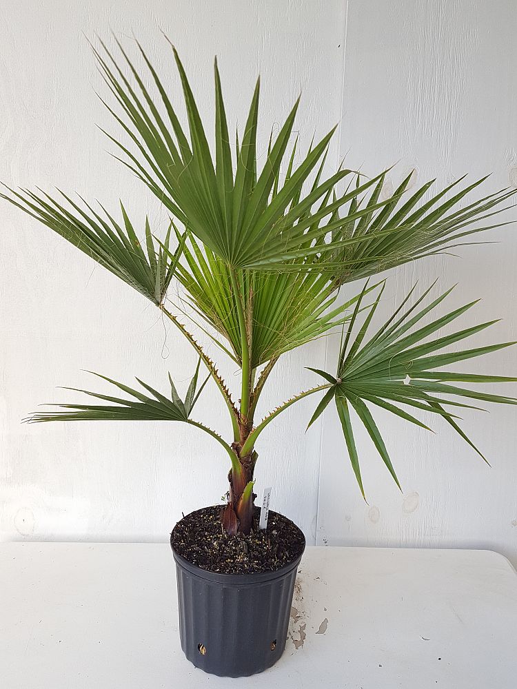 Washingtonia robusta, Washington Palm, Mexican Fan Palm | PlantVine