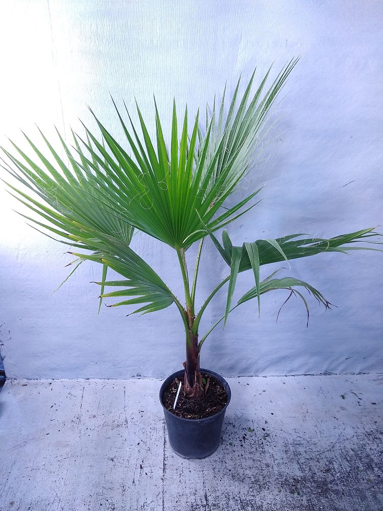Buy Washingtonia robusta, Washington Palm, Mexican Fan Palm | Free ...