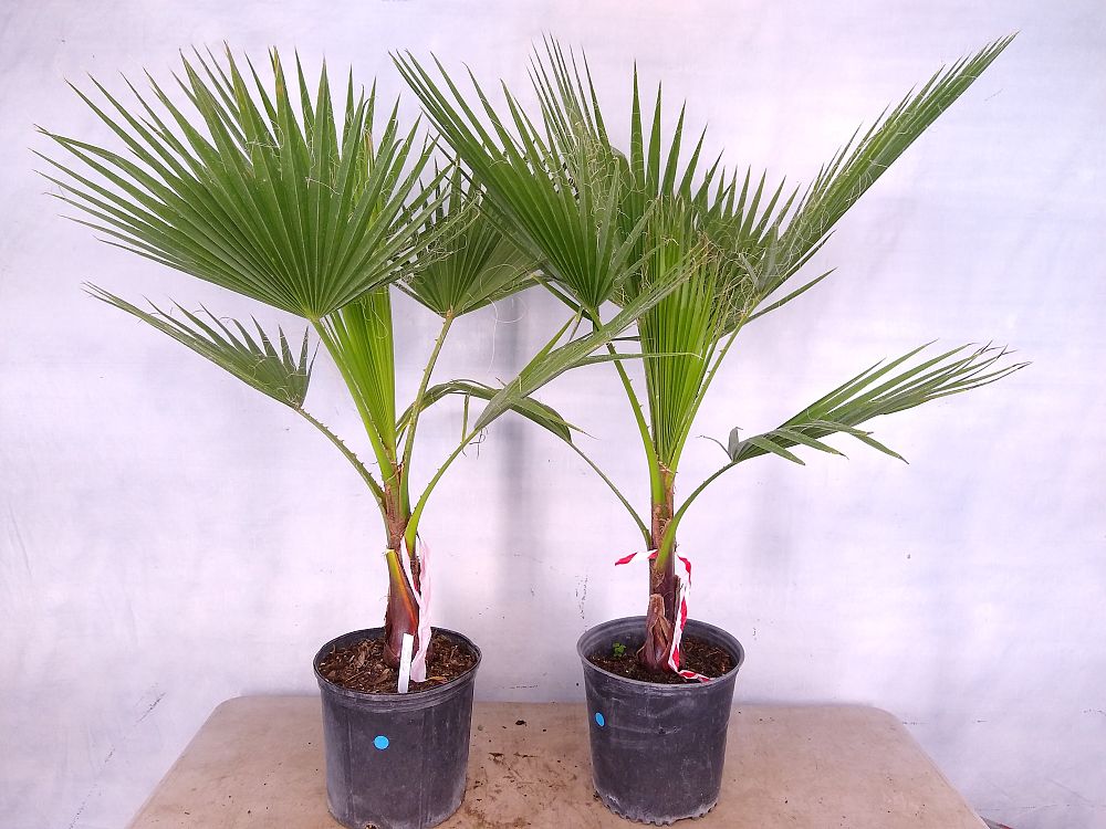 Buy Washingtonia robusta, Washington Palm, Mexican Fan Palm | Free ...