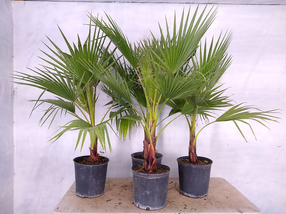 Buy Washingtonia robusta, Washington Palm, Mexican Fan Palm | Free ...