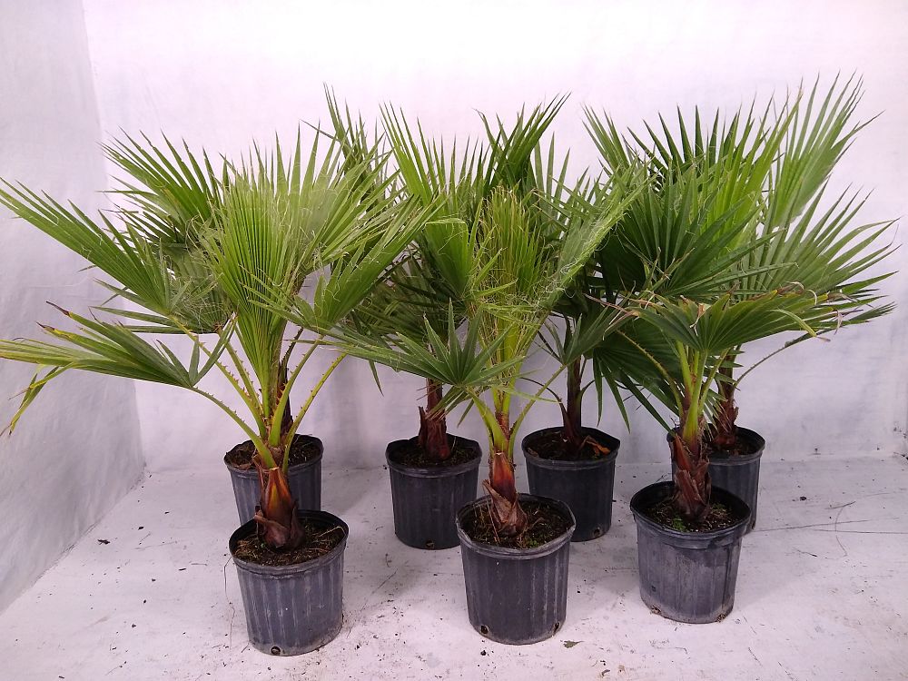 Buy Washingtonia robusta, Washington Palm, Mexican Fan Palm | Free ...