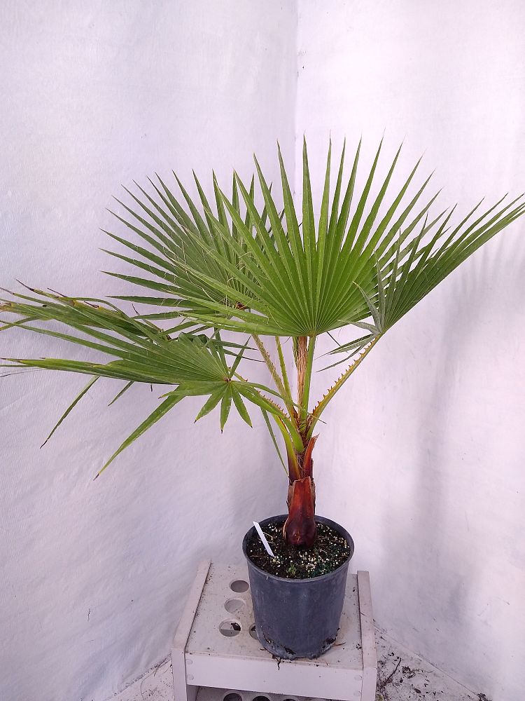 Buy Washingtonia robusta, Washington Palm, Mexican Fan Palm | Free ...