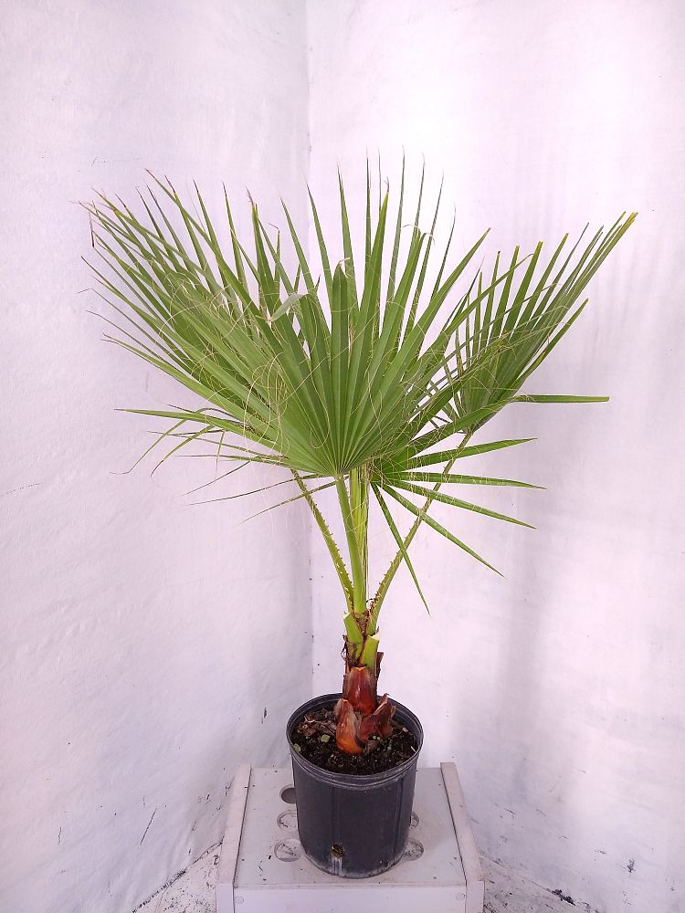 Buy Washingtonia robusta, Washington Palm, Mexican Fan Palm | Free ...