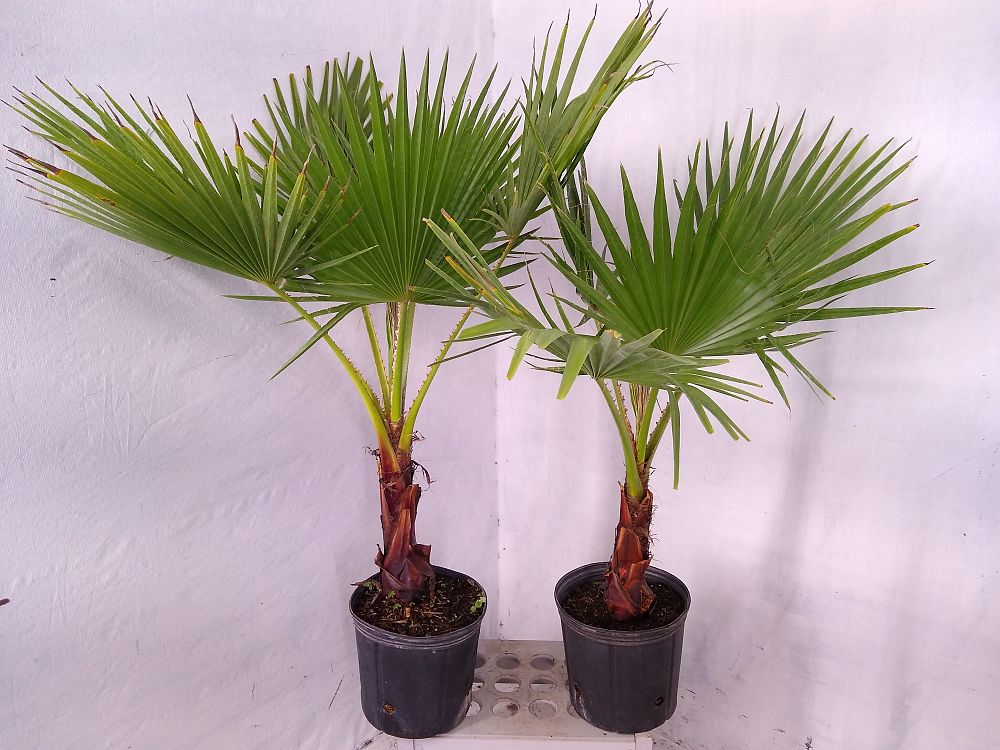 Buy Washingtonia robusta, Washington Palm, Mexican Fan Palm | Free ...