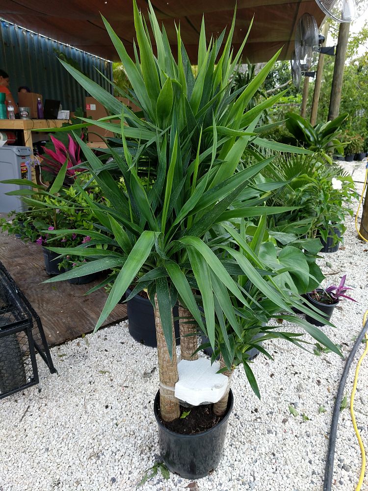 Yucca | PlantVine