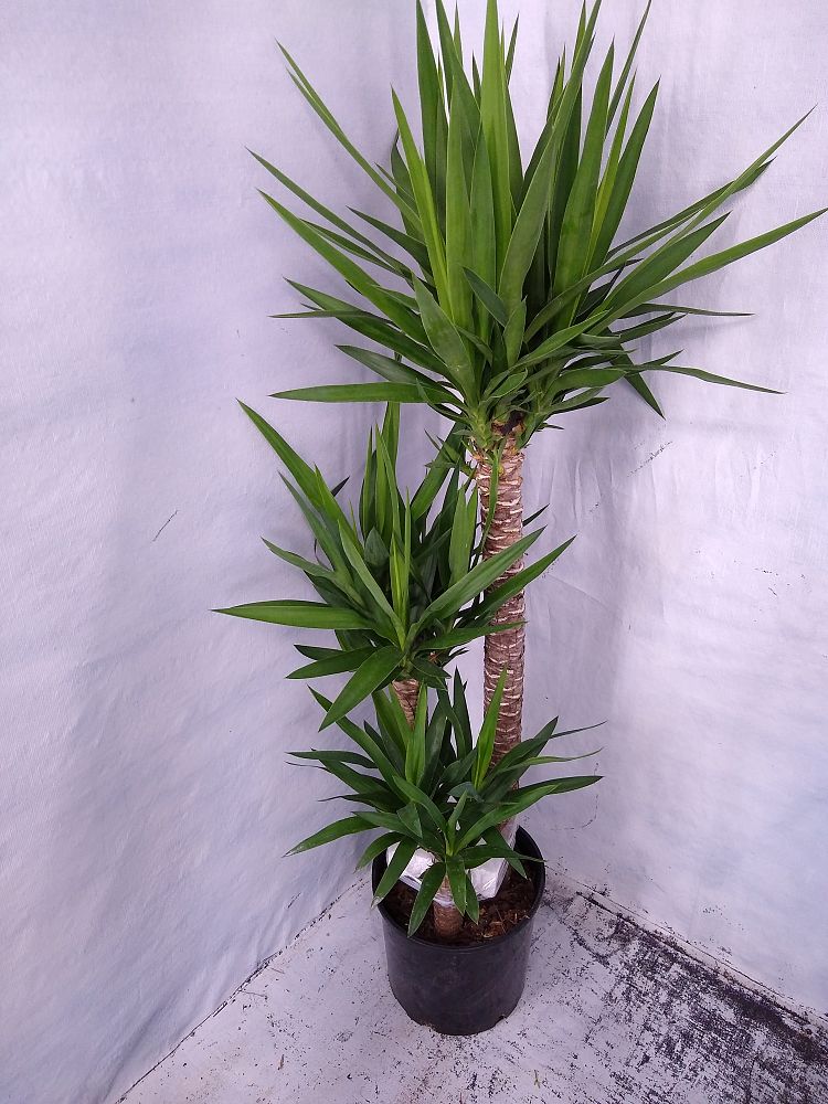 Buy Yucca | Free Shipping over $100