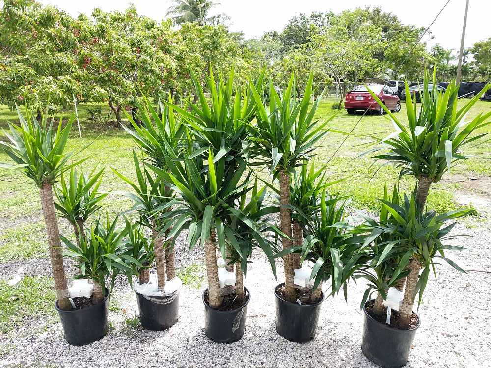 Yucca | PlantVine