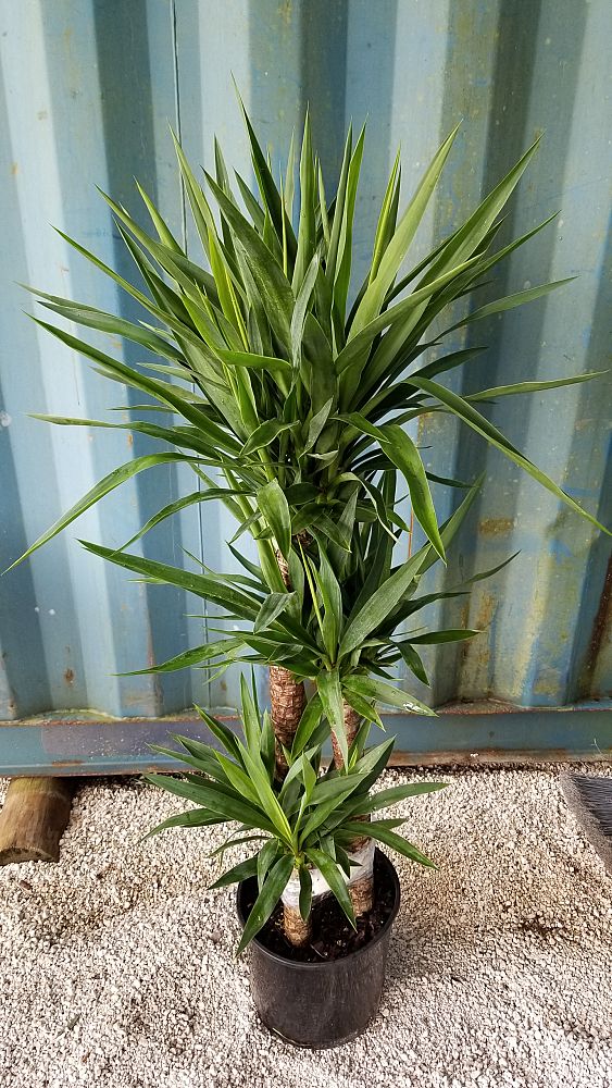 Yucca | PlantVine