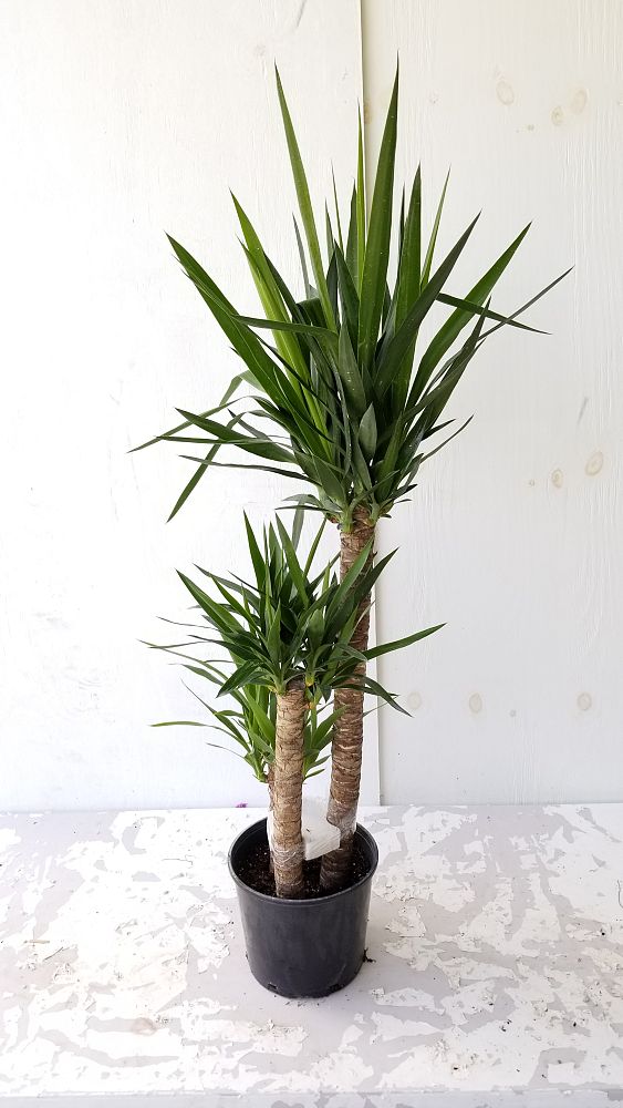 Buy Yucca | Free Shipping over $100