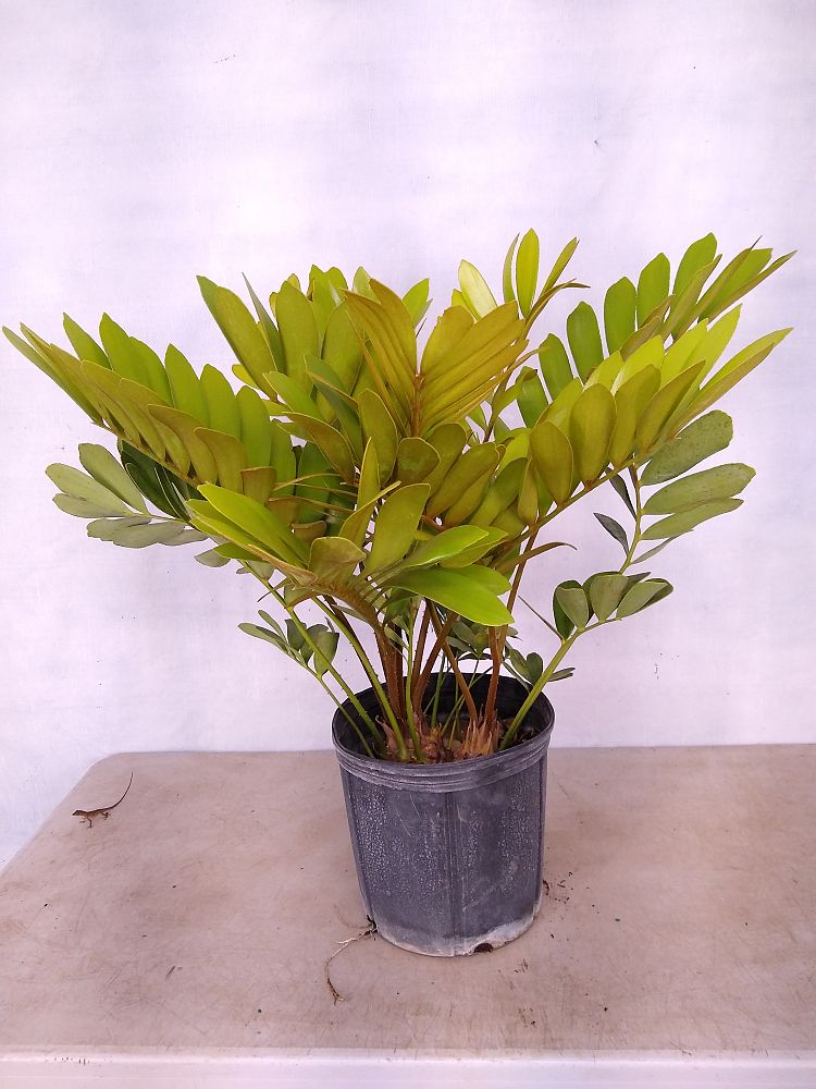 Buy Zamia furfuracea, Zamia maritima, Cardboard Palm | Free Shipping ...