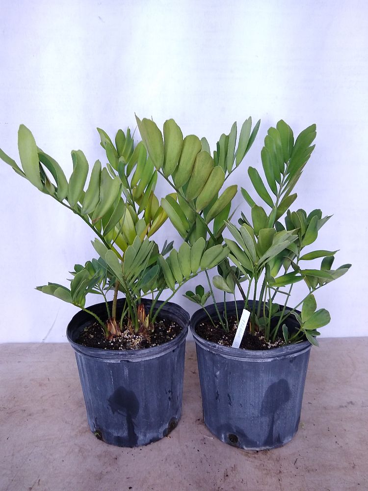Buy Zamia furfuracea, Zamia maritima, Cardboard Palm | Free Shipping ...