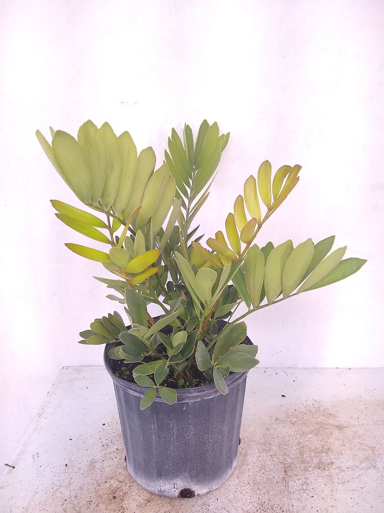 Buy Zamia furfuracea, Zamia maritima, Cardboard Palm | Free Shipping ...
