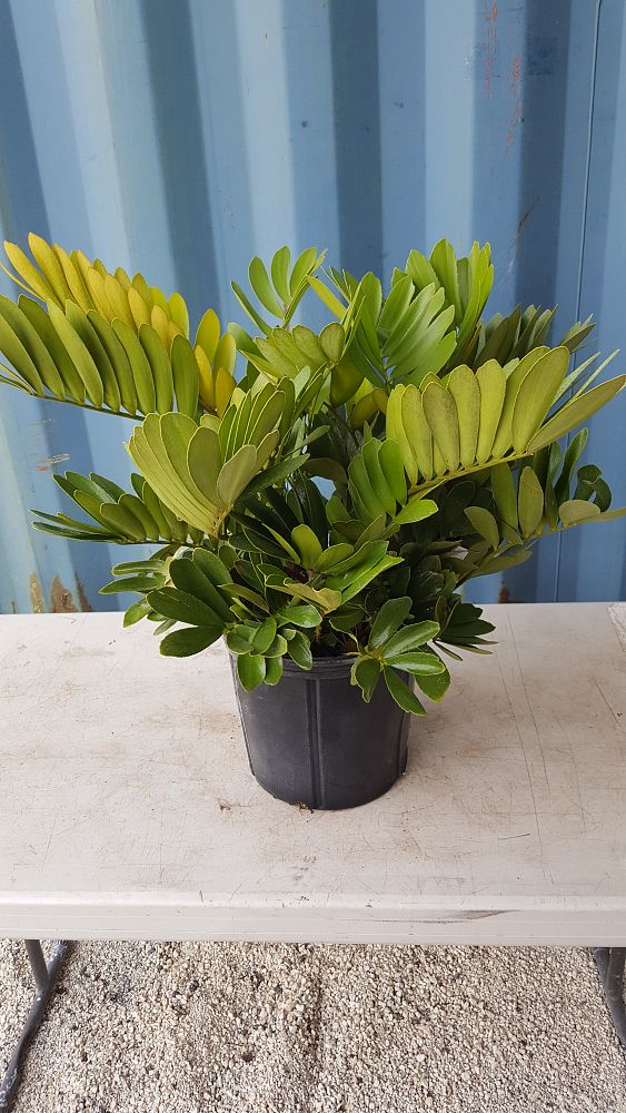 Zamia furfuracea, Zamia maritima, Cardboard Palm | PlantVine