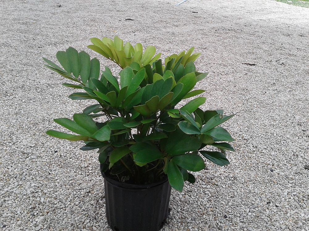 Zamia furfuracea, Zamia maritima, Cardboard Palm | PlantVine