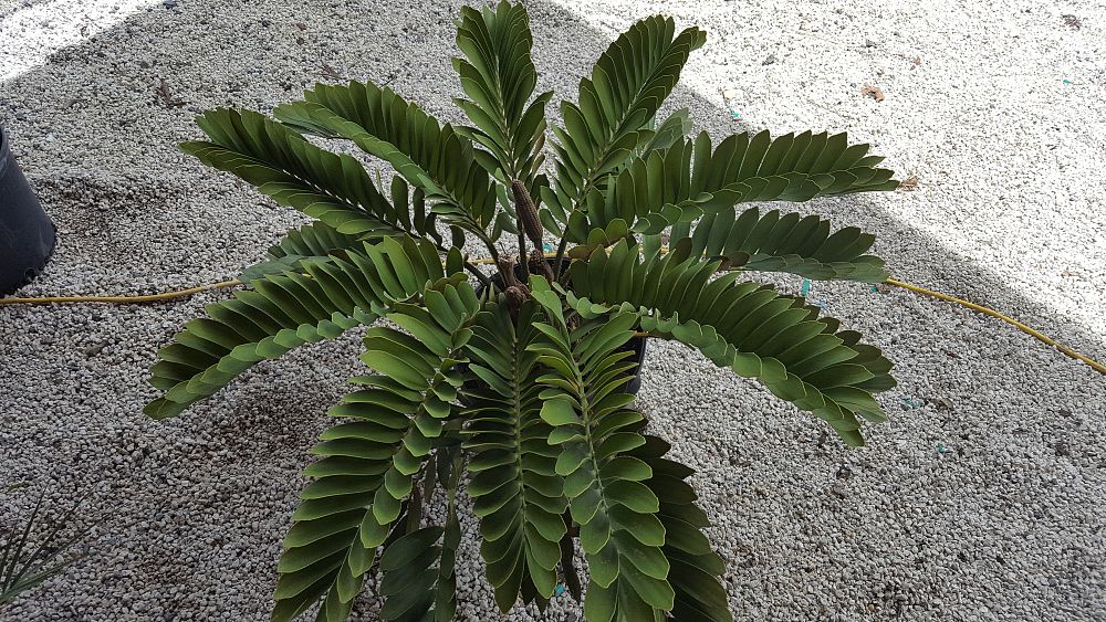 Zamia furfuracea, Zamia maritima, Cardboard Palm | PlantVine