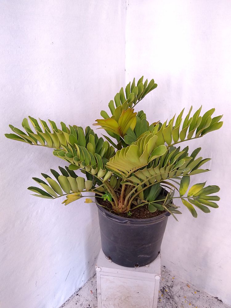 Buy Zamia furfuracea, Zamia maritima, Cardboard Palm | Free Shipping ...