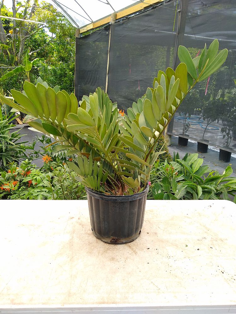 Buy Zamia furfuracea, Zamia maritima, Cardboard Palm | Free Shipping ...