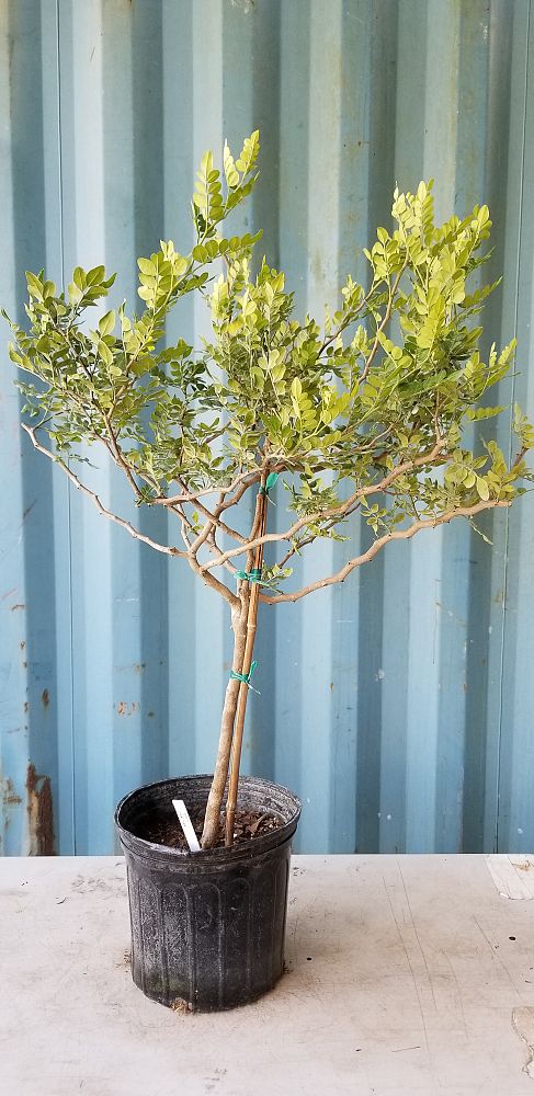 Buy Zanthoxylum fagara, Wild Lime | Free Shipping over $100