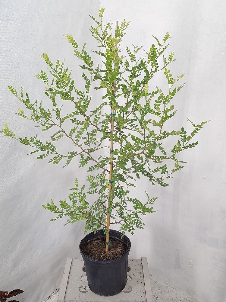 Buy Zanthoxylum fagara, Wild Lime | Free Shipping over $100