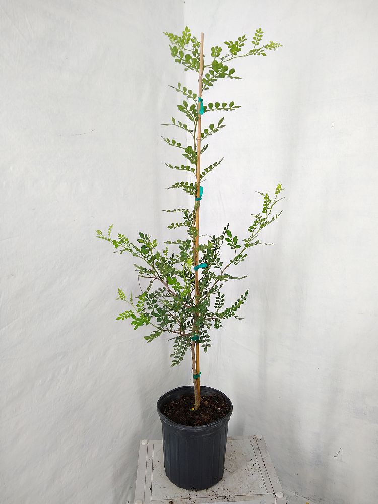 Buy Zanthoxylum fagara, Wild Lime | Free Shipping over $100