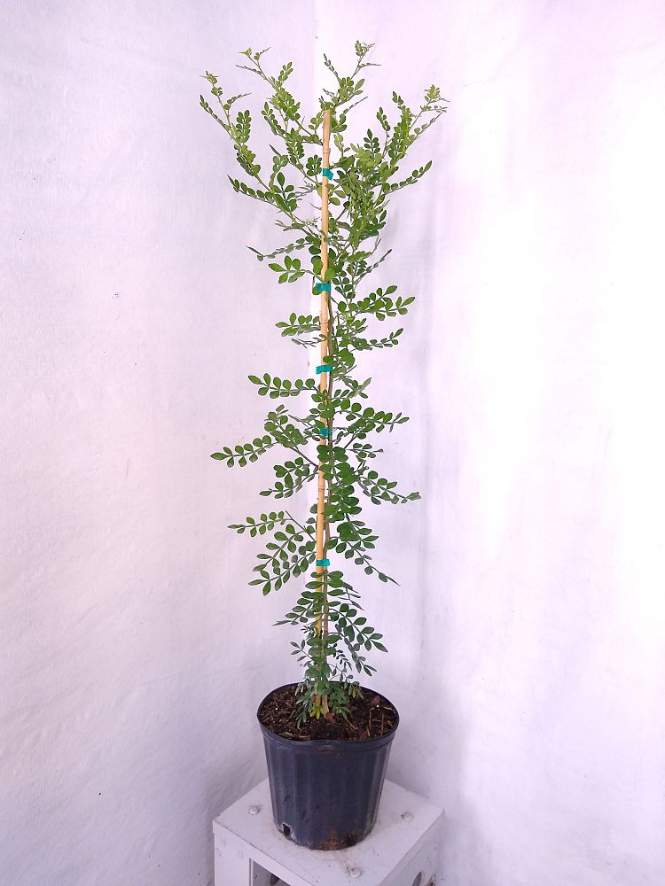 Buy Zanthoxylum fagara, Wild Lime | Free Shipping over $100