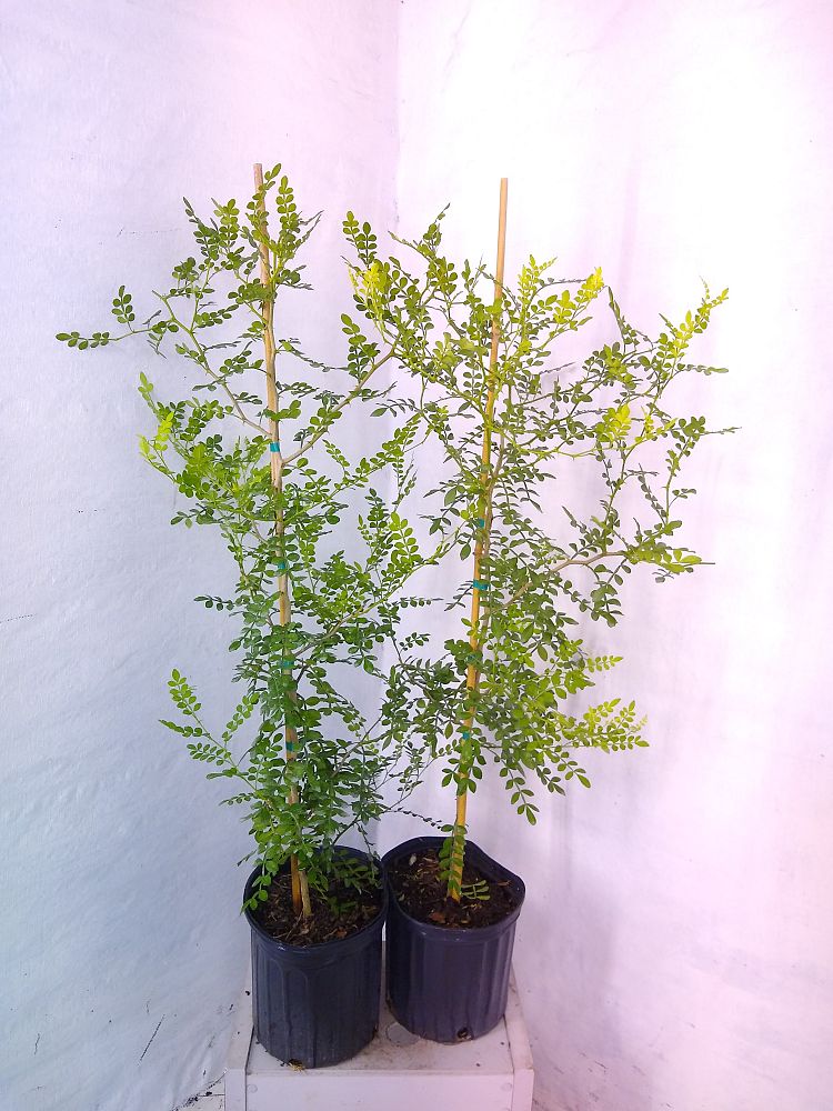 Buy Zanthoxylum fagara, Wild Lime | Free Shipping over $100