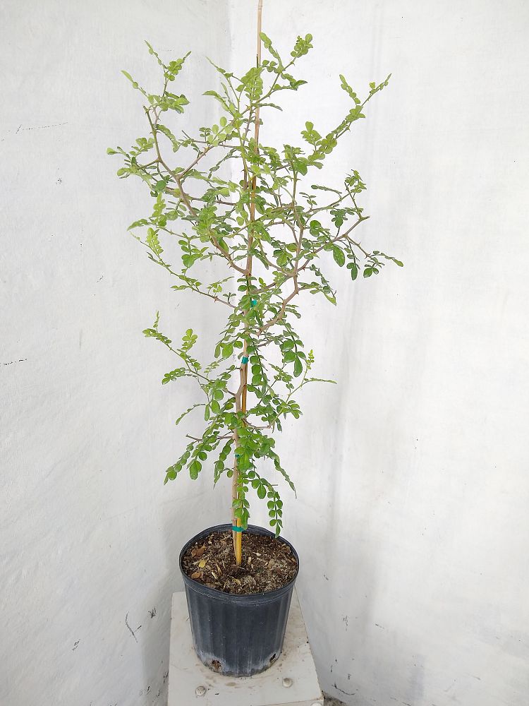 Buy Zanthoxylum fagara, Wild Lime | Free Shipping over $100