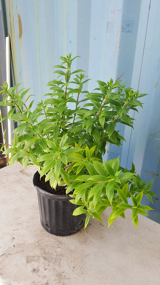 Buy Allamanda compacta, Dwarf Allamanda | Free Shipping over $100