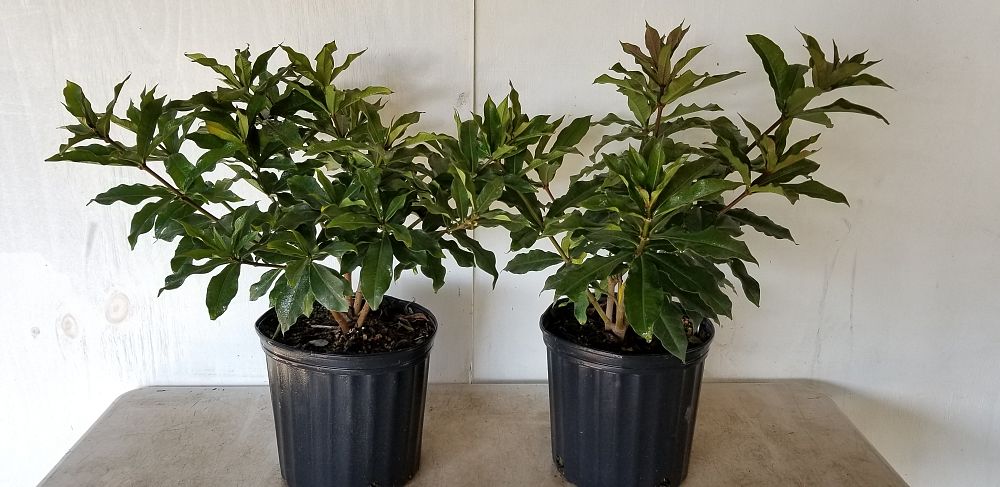 Buy Allamanda compacta, Dwarf Allamanda | Free Shipping over $100